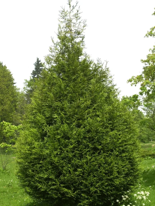 Thuja plicata 'Atrovirens' | Thuja plicata 'Atrovirens' - Van den Berk ...
