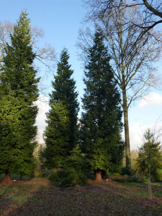 Thuja plicata 'Excelsa' | Thuja plicata 'Excelsa' - Van den Berk Nurseries