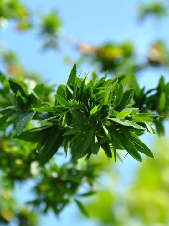 Gleditsia triacanthos 'Goofy' | Gleditsia triacanthos 'Goofy' - Van den ...