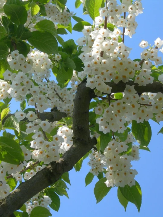 Halesia carolina | Snowdrop tree, Silver bell - Van den Berk Nurseries