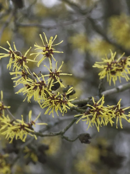 Hamamelis ×intermedia | Hamamelis ×intermedia - Van den Berk Nurseries