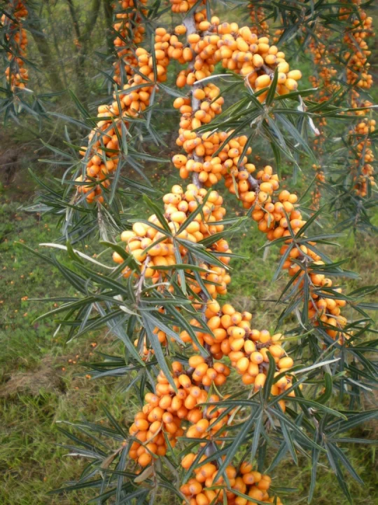 Hippophae rhamnoides | Hippophae rhamnoides - Van den Berk Nurseries