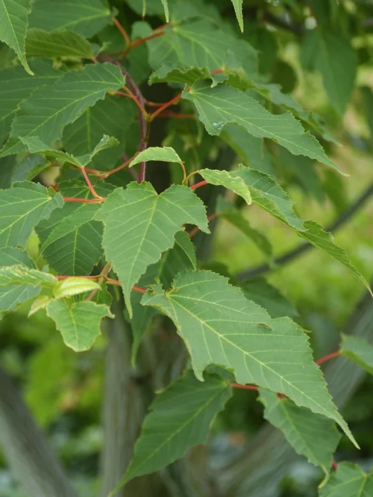 Acer pensylvanicum | Striped maple, Moosewood - Van den Berk Nurseries