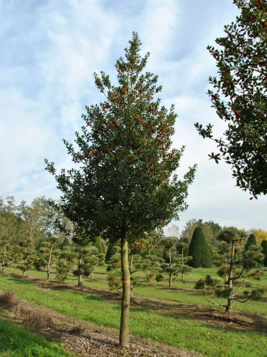 Ilex aquifolium | Common holly, English holly - Van den Berk Nurseries