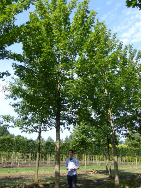 Acer platanoides 'Norwegian Sunset' | Acer platanoides 'Norway Sunset ...