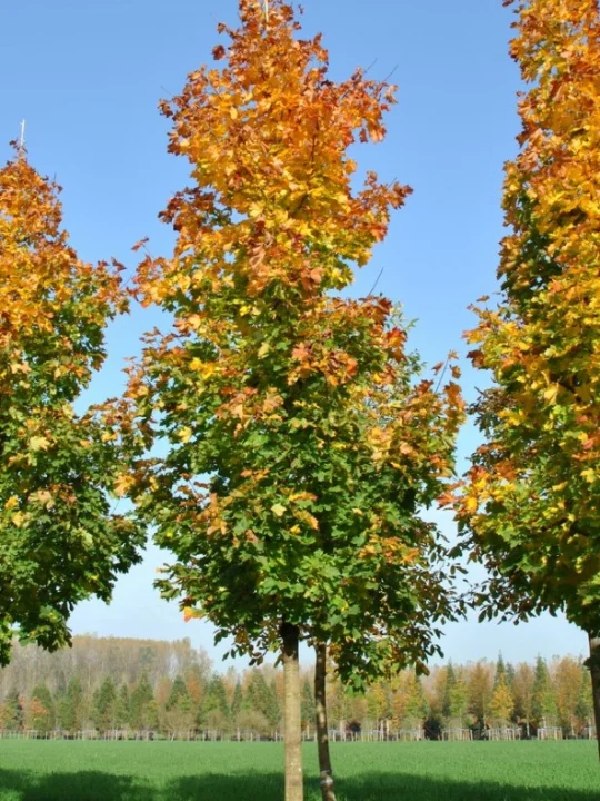 Acer platanoides 'Peterse Grüne' | Acer platanoides 'Peterse Grüne ...