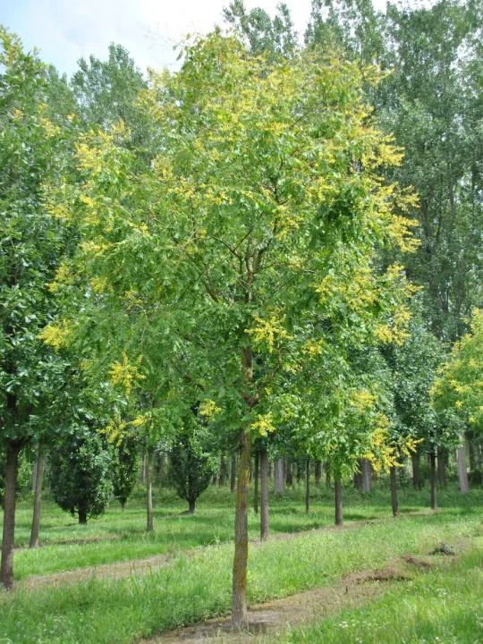 Koelreuteria paniculata | Varnish tree, Golden rain tree - Van den Berk ...