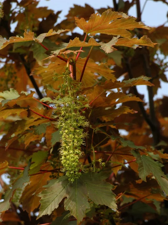 Acer pseudoplatanus 'Atropurpureum' | Acer pseudoplatanus ...