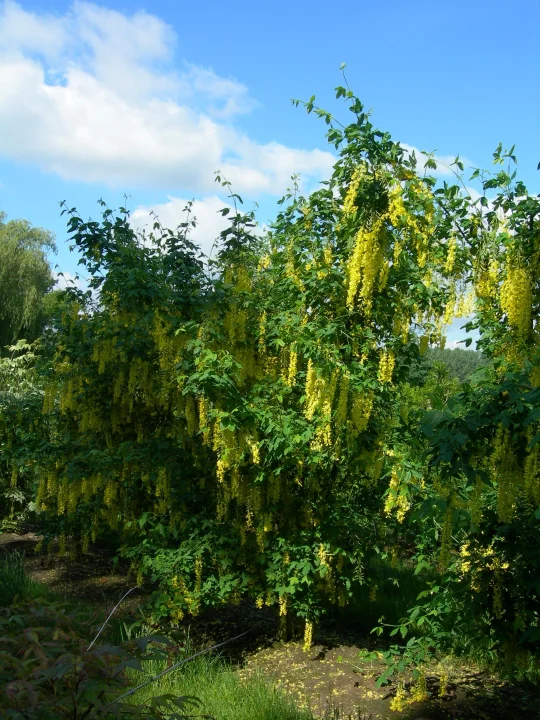 Laburnum anagyroides | Golden chain, Common Laburnum - Van den Berk ...