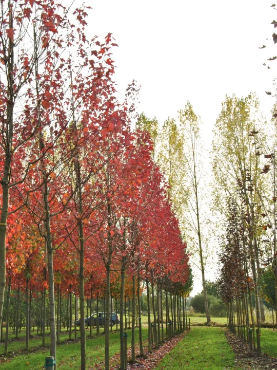 Acer rubrum 'Autumn Flame' | Acer rubrum 'Autumn Flame' - Van den Berk ...