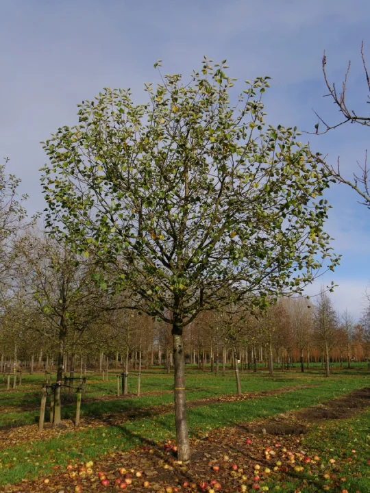 Malus domestica 'Bramley's Seedling' | Malus domestica 'Bramley's ...