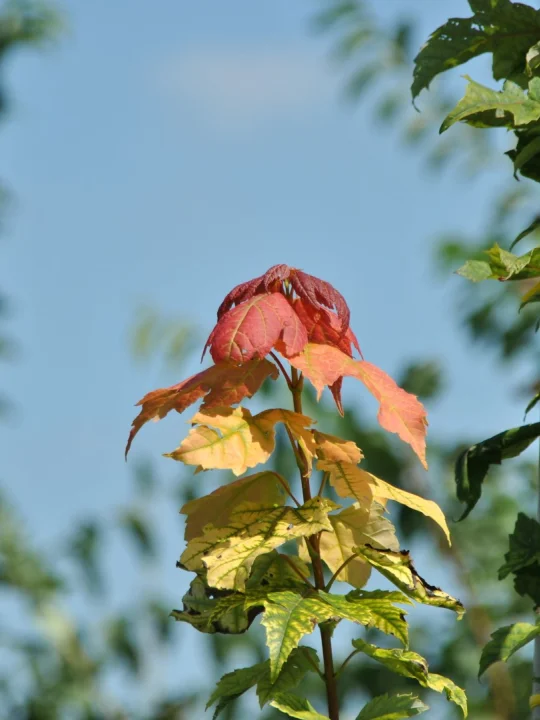 Acer rubrum 'Red Rocket' | Acer rubrum 'Red Rocket' - Van den Berk ...