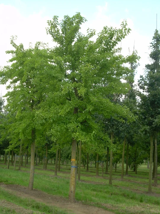 Maclura pomifera | Osage orange, Hedge apple, Bowwood - Van den Berk ...