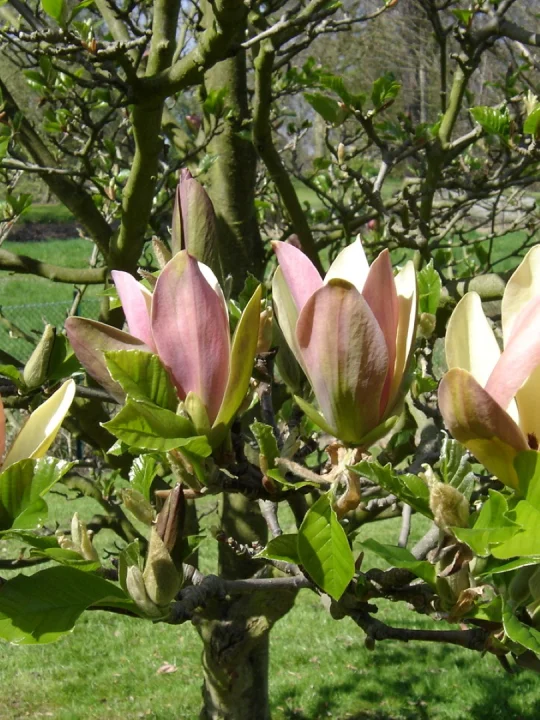 Magnolia ×brooklynensis 'Woodsman' | Magnolia ×brooklynensis 'Woodsman ...