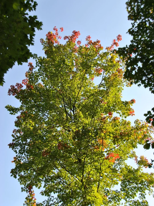 Acer rubrum 'Schlesingeri' | Acer rubrum 'Schlesingeri' - Van den Berk ...