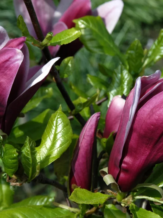 Magnolia liliiflora 'Nigra' | Magnolia liliiflora 'Nigra' - Van den ...