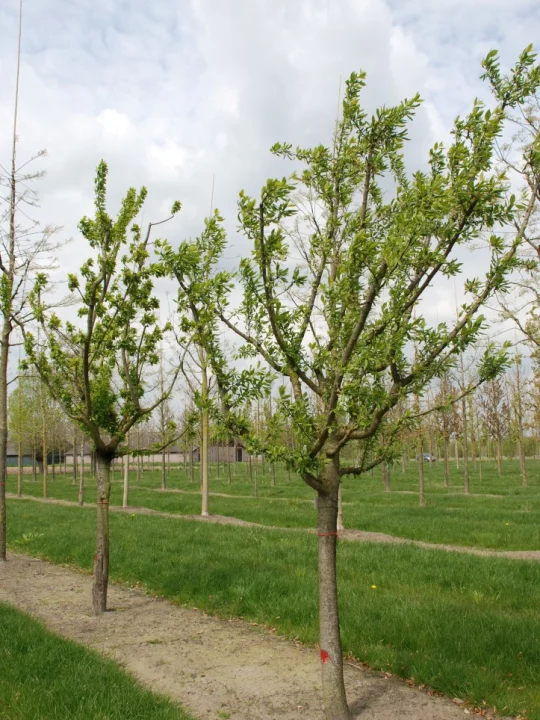 Prunus domestica 'Stanley' | Prunus domestica 'Stanley' - Van den Berk ...