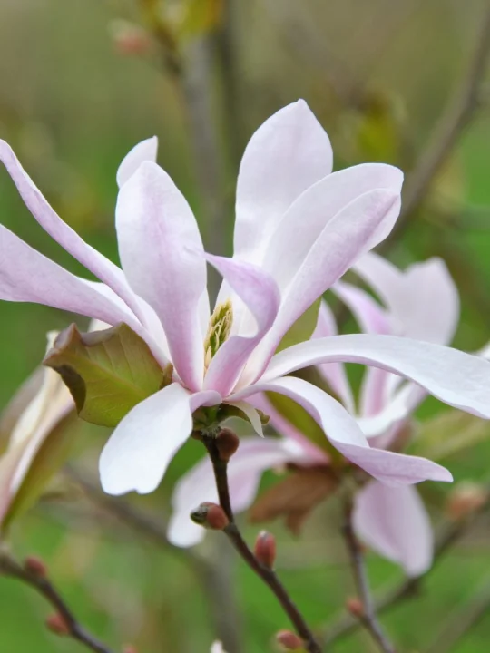 Magnolia ×loebneri 'Leonard Messel' | Magnolia ×loebneri 'Leonard ...