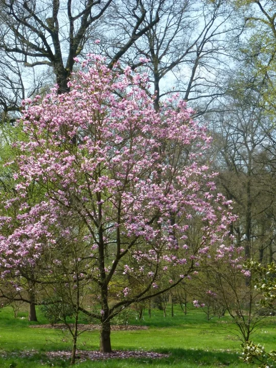 Magnolia 'Galaxy' | Magnolia 'Galaxy' - Van den Berk Nurseries