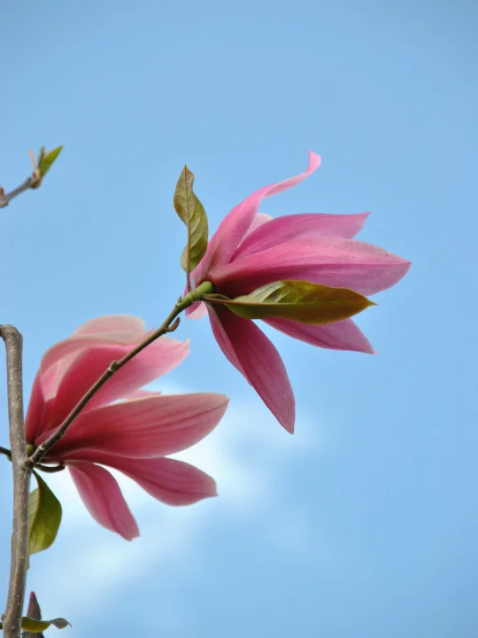 Magnolia 'Spectrum' | Magnolia 'Spectrum' - Van den Berk Nurseries