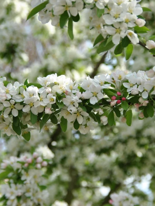 Malus SUGAR TYME ('Sutyzam') | Malus SUGAR TYME ('Sutyzam') - Van den ...