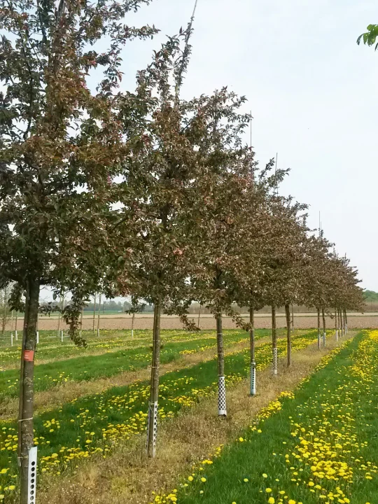 Malus 'Red Baron' | Malus 'Red Baron' - Van den Berk Nurseries