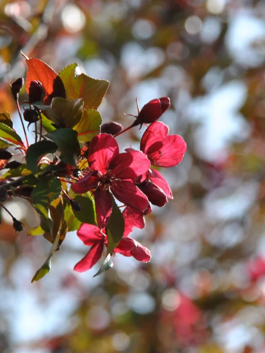 Malus 'Royalty' | Flowering Crab - Van den Berk Nurseries