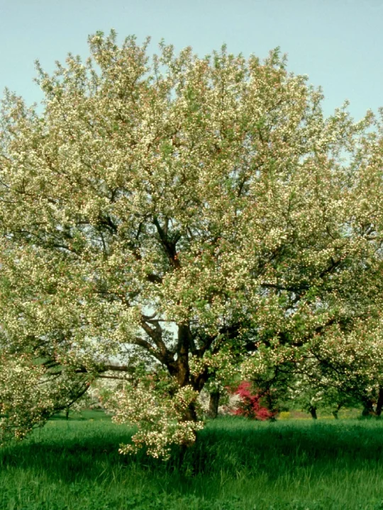 Malus 'Snowdrift' | Malus 'Snowdrift' - Van den Berk Nurseries