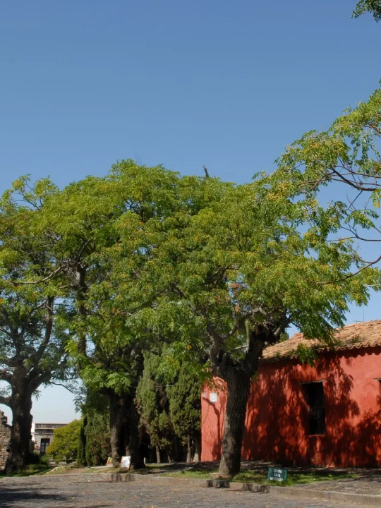 Melia azedarach | Bead tree, China berry, Persian lilac, Pride of India ...