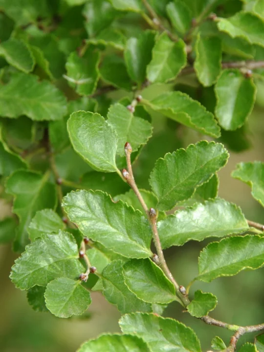 Nothofagus antarctica | Southern beech, False beech - Van den Berk ...