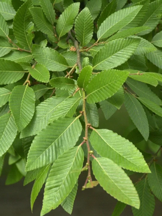 Nothofagus nervosa | Rauli, Raoul beech - Van den Berk Nurseries