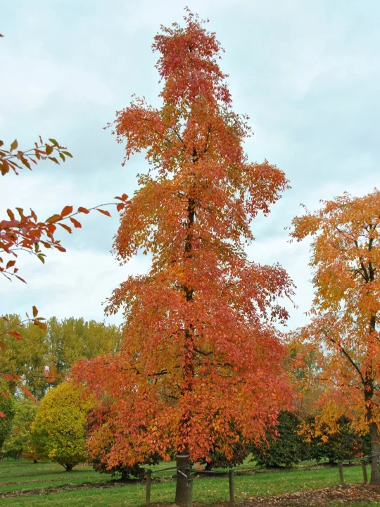 Nyssa sylvatica | Black tupelo, Black gum - Van den Berk Nurseries