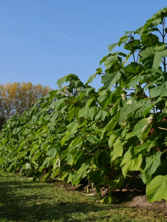 Paulownia fortunei FAST BLUE ('Minfast') | Paulownia fortunei FAST BLUE ...