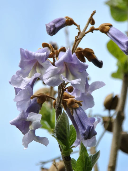Paulownia tomentosa | Paulownia, Foxglove tree - Van den Berk Nurseries