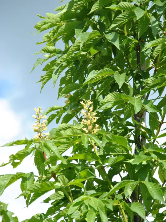 Aesculus 'Homestead' | Aesculus 'Homestead' - Van den Berk Nurseries
