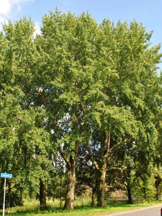Populus ×canescens | Grey poplar - Van den Berk Nurseries