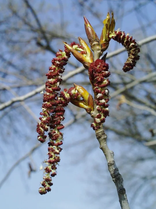 Populus ×canadensis 'Ellert' | Populus ×canadensis 'Ellert' - Van den ...