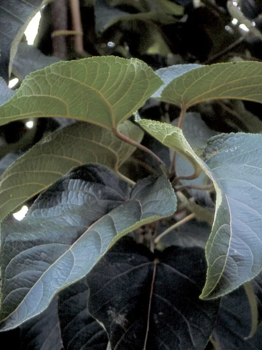 Populus lasiocarpa | Chinese necklace poplar, Chinese poplar - Van den ...