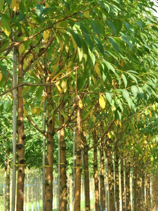 Prunus maackii | Manchurian cherry, Amur cherry - Van den Berk Nurseries