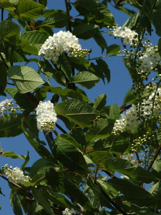 Prunus padus 'Watereri' | Prunus padus 'Watereri' - Van den Berk Nurseries