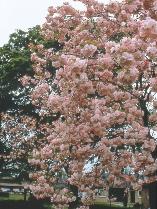 Prunus serrulata 'Pink Perfection' | Prunus serrulata 'Pink Perfection ...