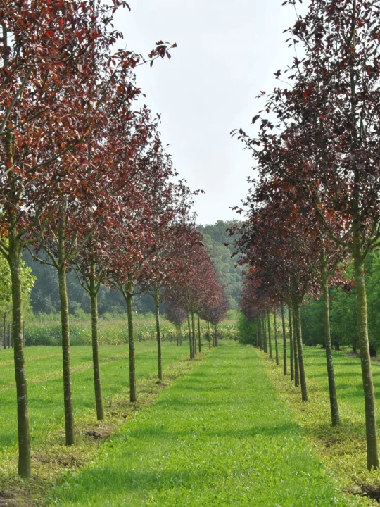 Prunus virginiana 'Canada Red' | Prunus virginiana 'Canada Red' - Van ...