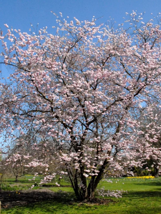 Prunus 'Accolade' | Prunus 'Accolade' - Van den Berk Nurseries