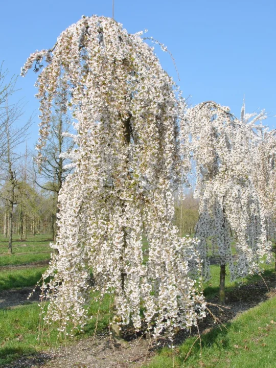 Prunus 'Snow Fountains' | Prunus 'Snow Fountains' - Van den Berk Nurseries