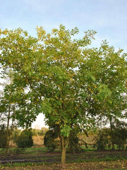Ptelea trifoliata | Hop tree, Wafer ash, Stinking ash - Van den Berk ...
