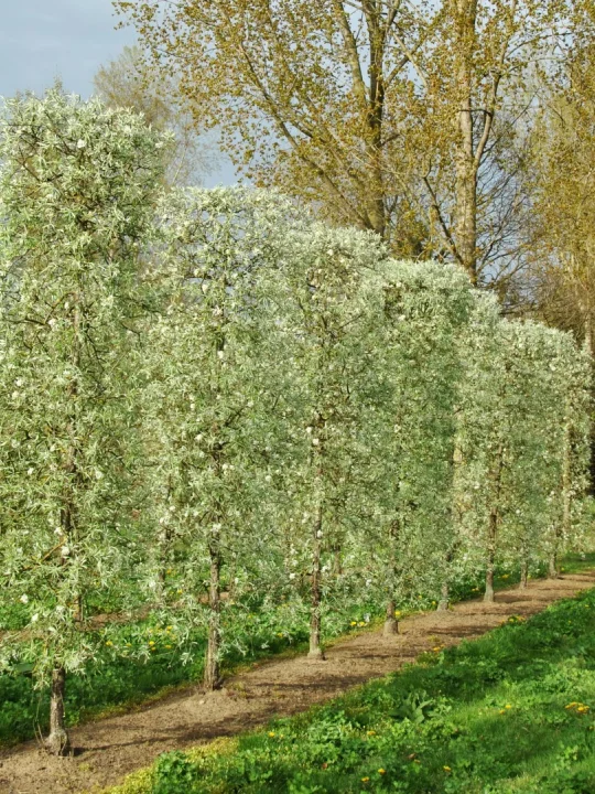 Pyrus salicifolia 'Pendula' | Pyrus salicifolia 'Pendula' - Van den ...
