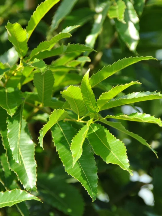 Quercus acutissima | Japanese oak, Asian Chestnut oak, Sawtooth oak ...