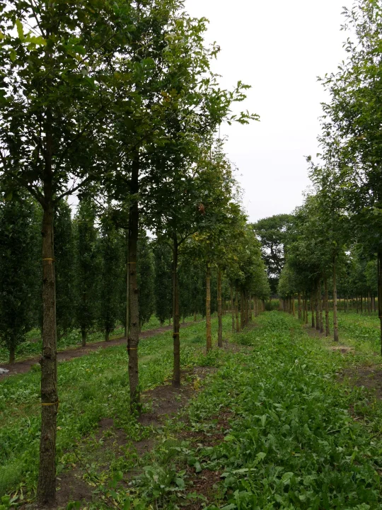 Quercus alba | White oak, American white oak - Van den Berk Nurseries