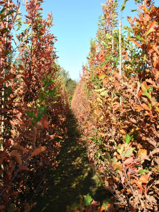 Quercus ×bimundorum CRIMSON SPIRE ('Crimschmidt') | Quercus ×bimundorum ...