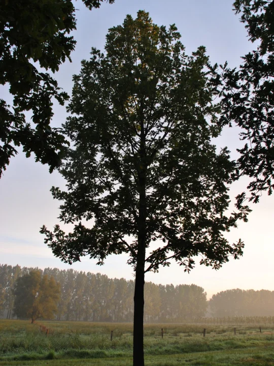 Quercus frainetto FOREST GREEN ('Schmidt') | Quercus frainetto FOREST ...